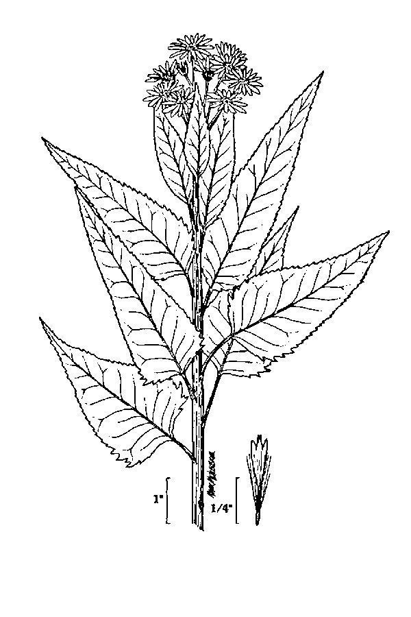 arrowleaf ragwort (Wolf Creek BioBlitz) · iNaturalist