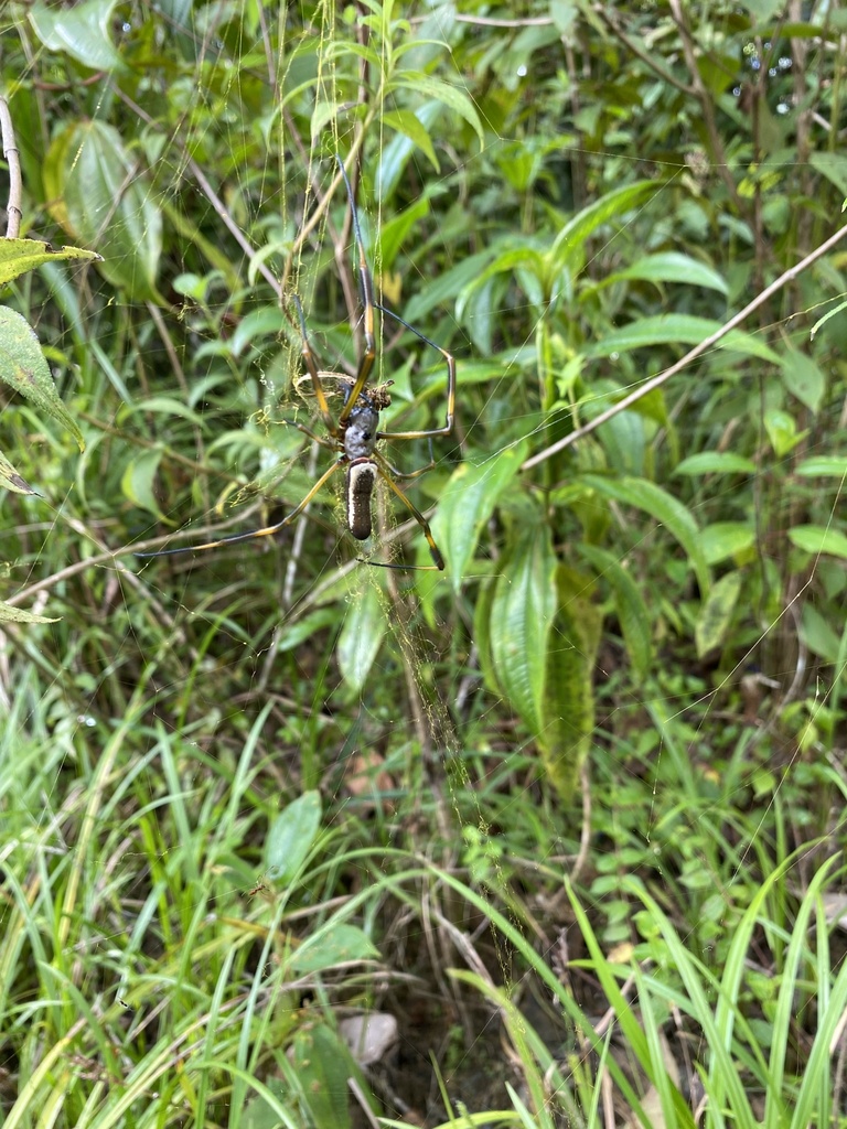 Golden Silk Spider from Aripo Savannas, Trinidad and Tobago, TT on ...
