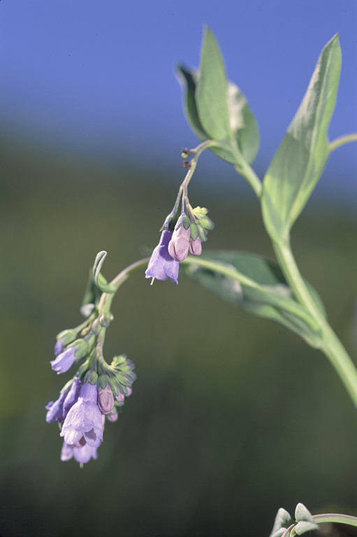 mountain bluebells (Wolf Creek BioBlitz) · iNaturalist