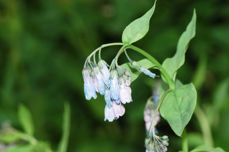 mountain bluebells (Wolf Creek BioBlitz) · iNaturalist