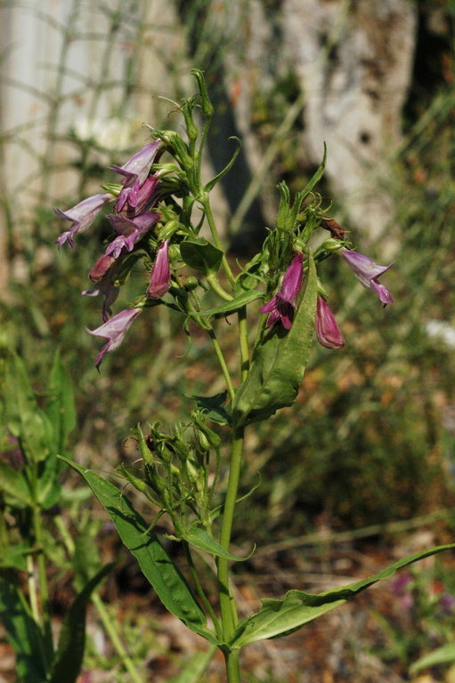 Whipple's Penstemon (Wolf Creek BioBlitz) · iNaturalist