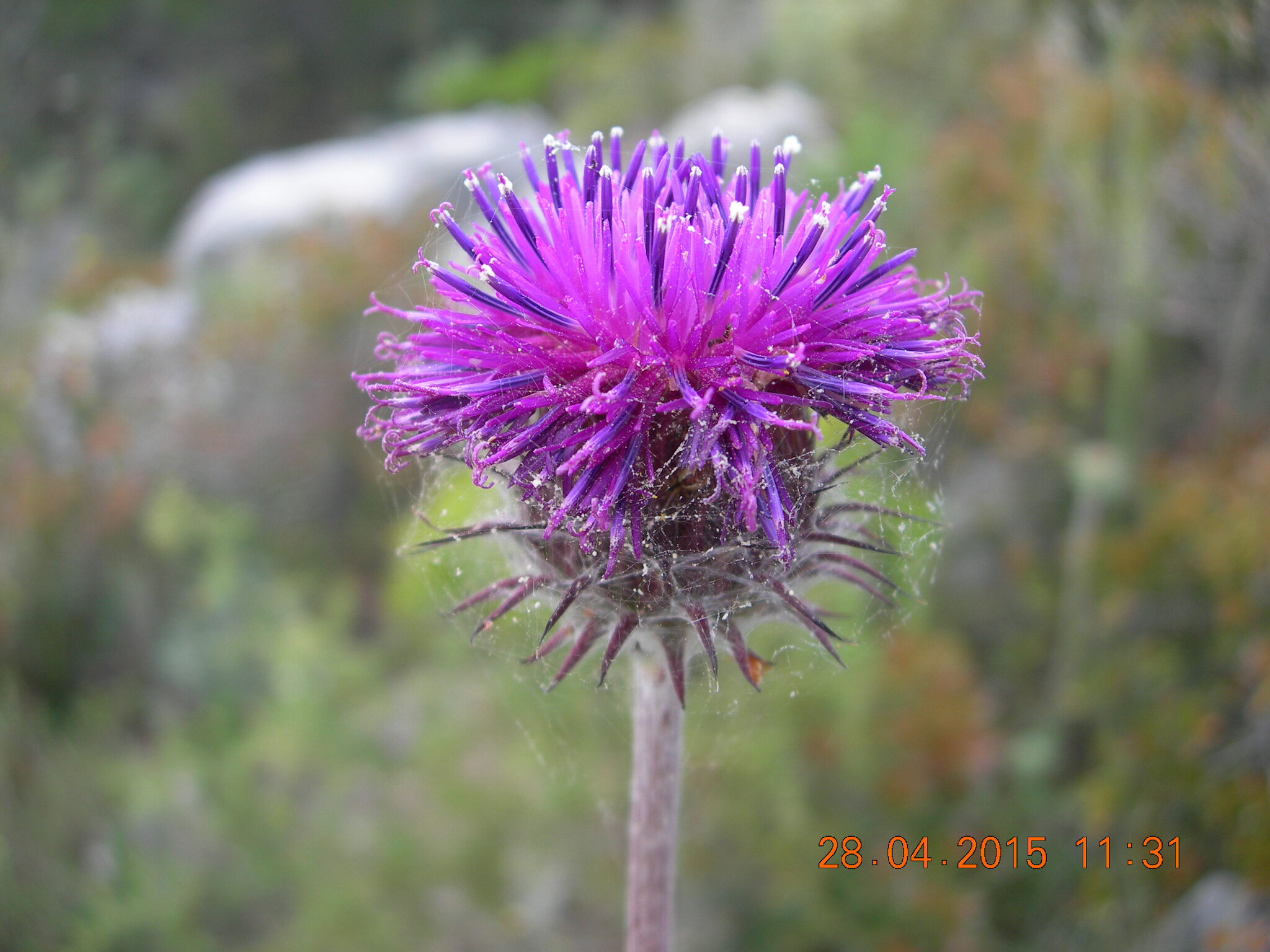 Jurinea consanguinea DC.