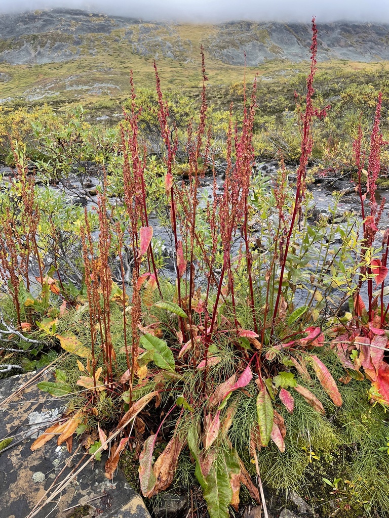 Arctic Dock (Rumex arcticus) - Botanical Realm