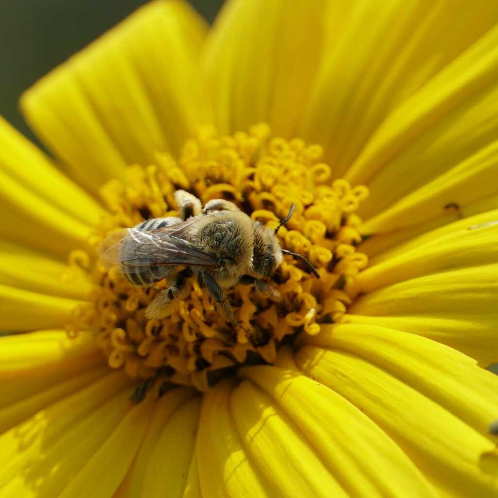 Bees from Jackson County, MN, USA on September 06, 2022 at 05:11 PM by ...