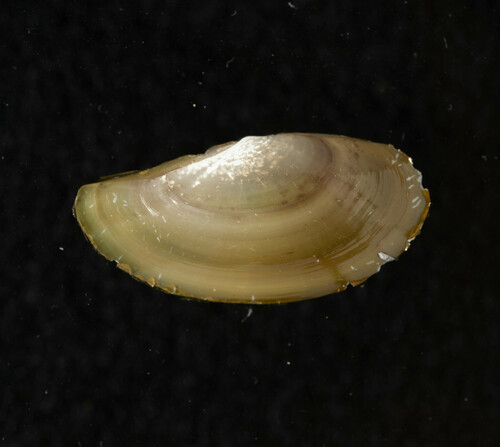 Йольдии (Yoldia)