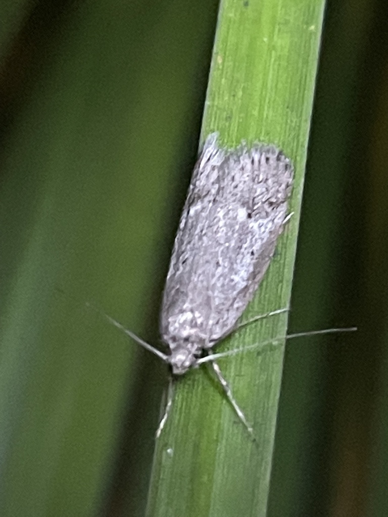 Curved-horn Moths from Boundary Tk E, Frankston South, VIC, AU on ...