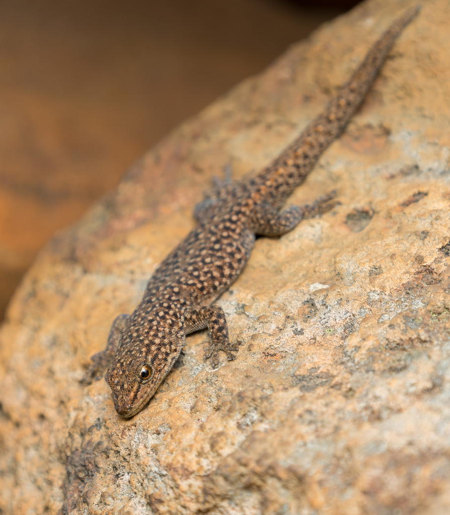 Common Ocellated Dwarf Gecko from Eastvaal District Council, South ...