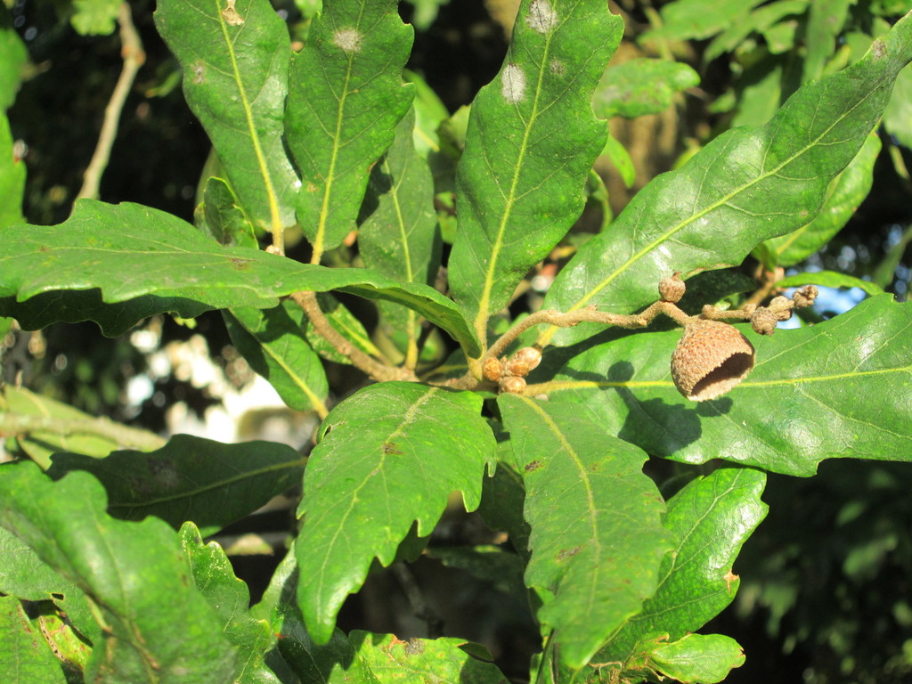 Spanish Oak (Quercus × hispanica) - Botanical Realm