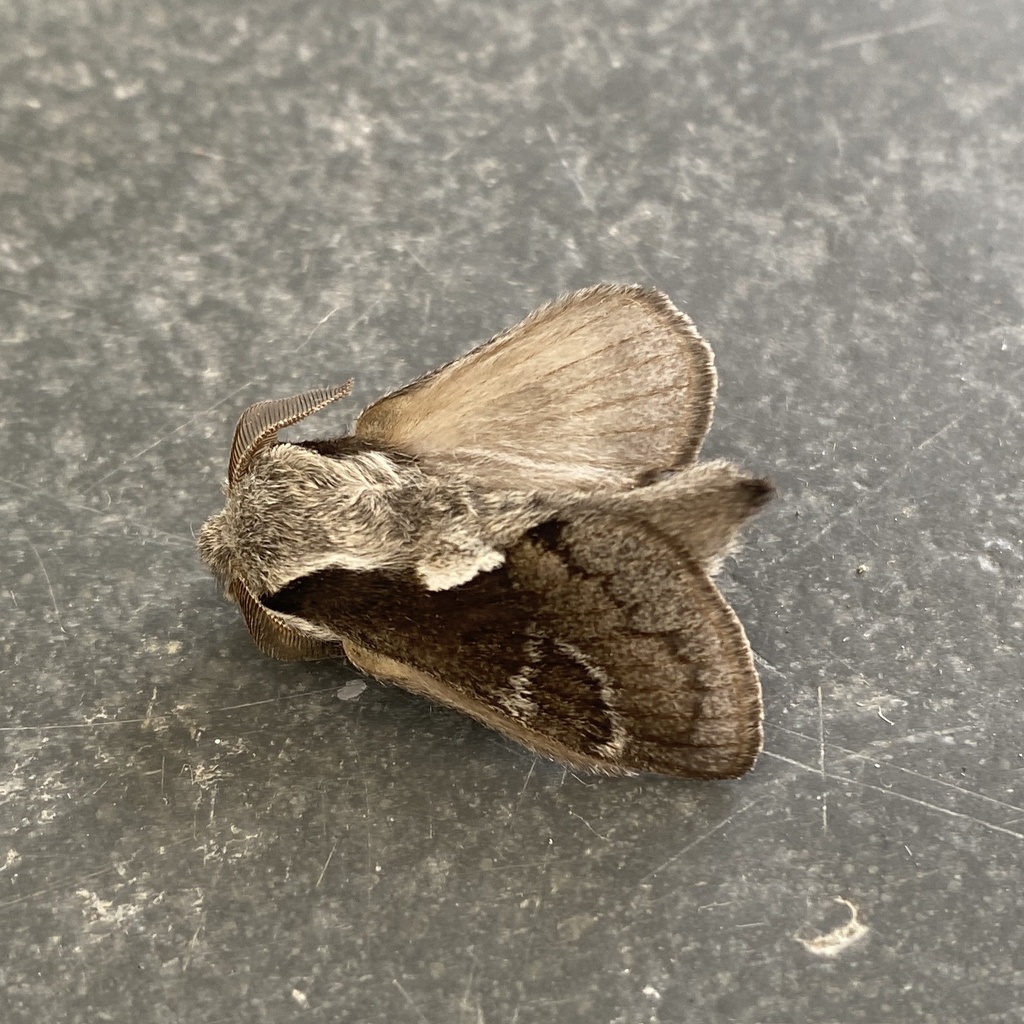 Stoermeriana murinuscolor from Entoto Road, Gulele, Addis Ababa, ET on ...