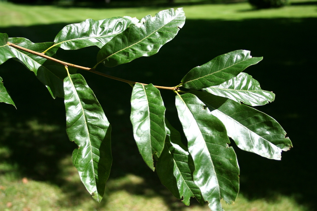 Lea oak (Quercus × leana) - Botanical Realm