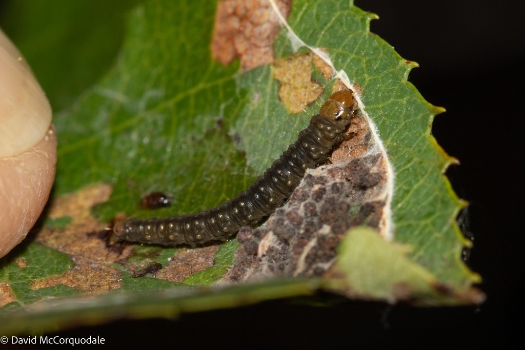 Pyralid and Crambid Snout Moths from Georges River, NS, Canada on ...
