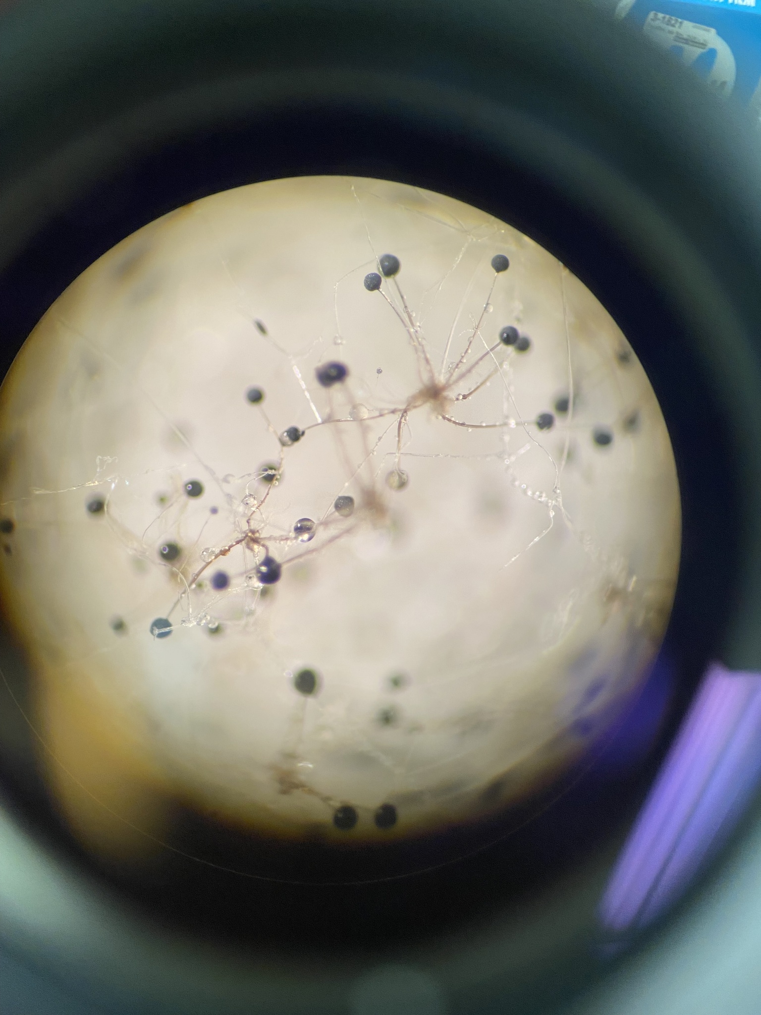 Rhizopus stolonifer (Ehrenb.) Vuill.