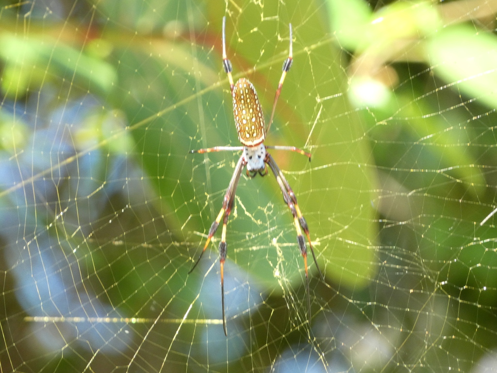 Golden Silk Spider from Saint Ann, JM on September 7, 2022 at 06:33 AM ...