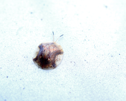 Helocassis incurva · iNaturalist