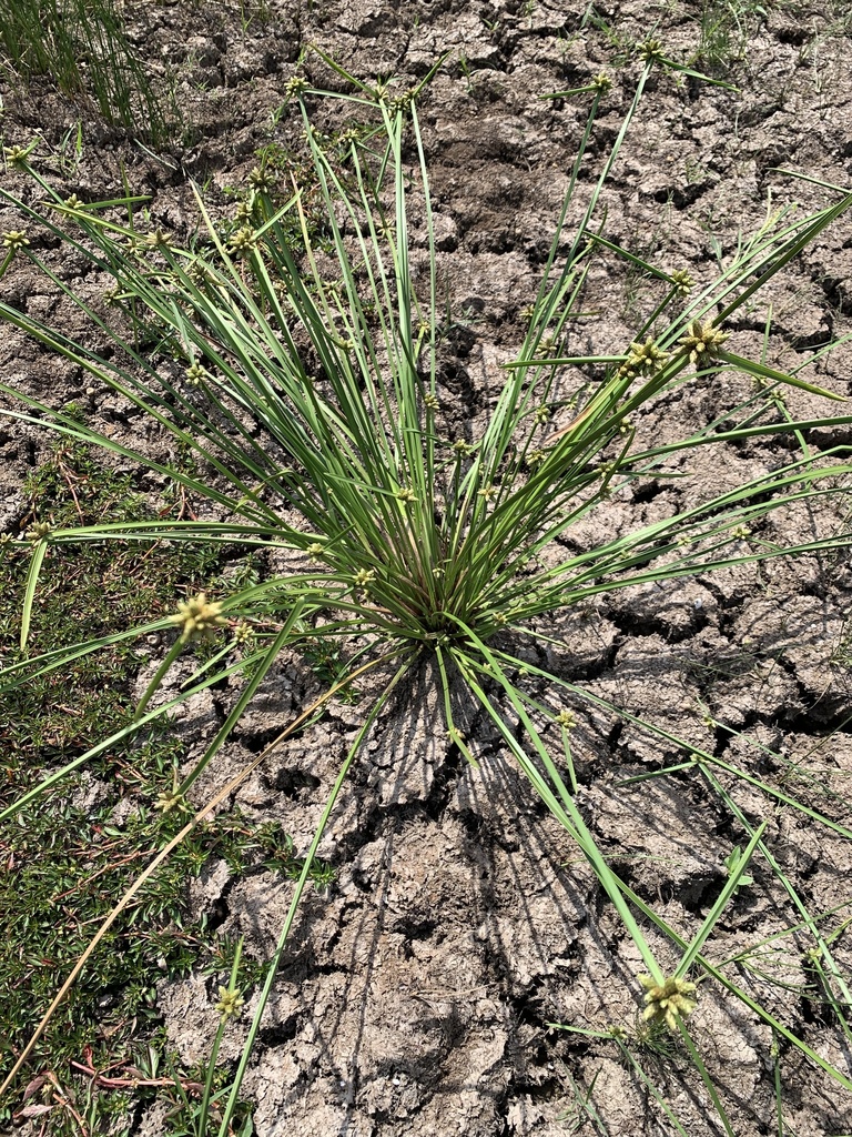 Bog Bulrush from Atlanta, MO, US on September 06, 2022 at 12:04 PM by ...