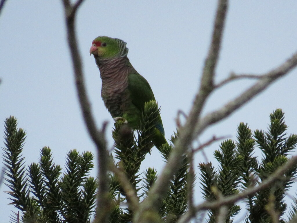 Vinaceous-breasted Parrot in September 2022 by roberto_richard ...