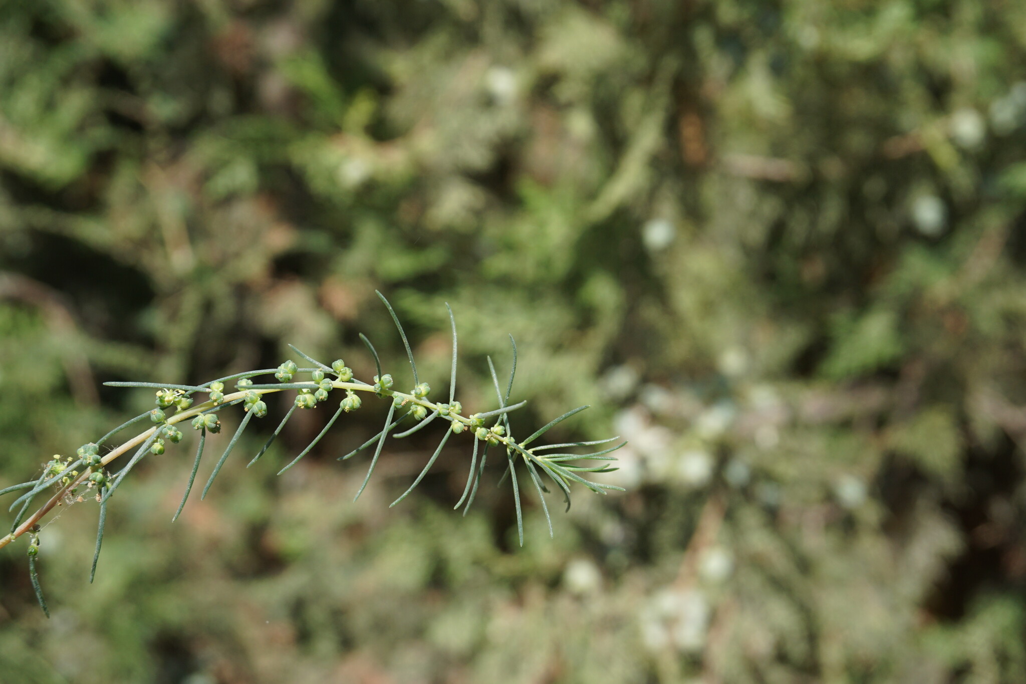 Suaeda altissima (L.) Pall.