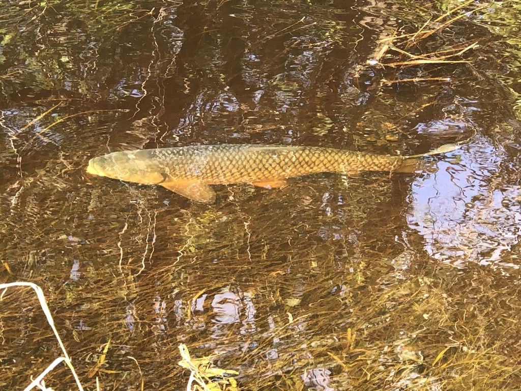 Grass Carp from George Bush Park, Houston, TX, US on September 07, 2022 ...