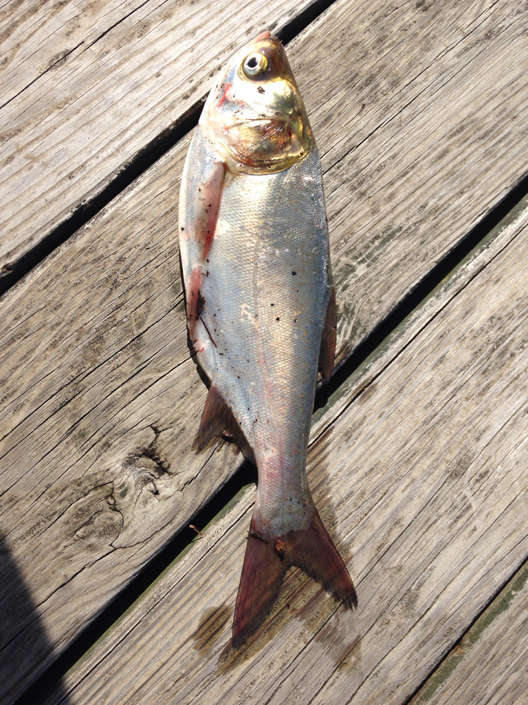 Silver Carp from Illinois, US on August 19, 2015 at 09:44 AM by Corey ...