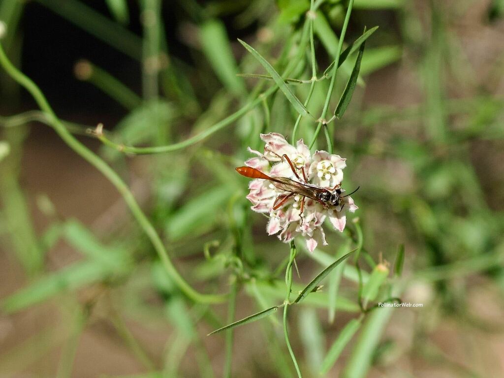 Abert's Thread-waisted Wasp from Maricopa, Arizona, United States on ...