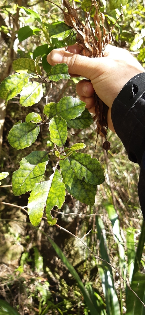 Marble leaf from Omaio 3199, New Zealand on September 07, 2022 at 03:21 ...