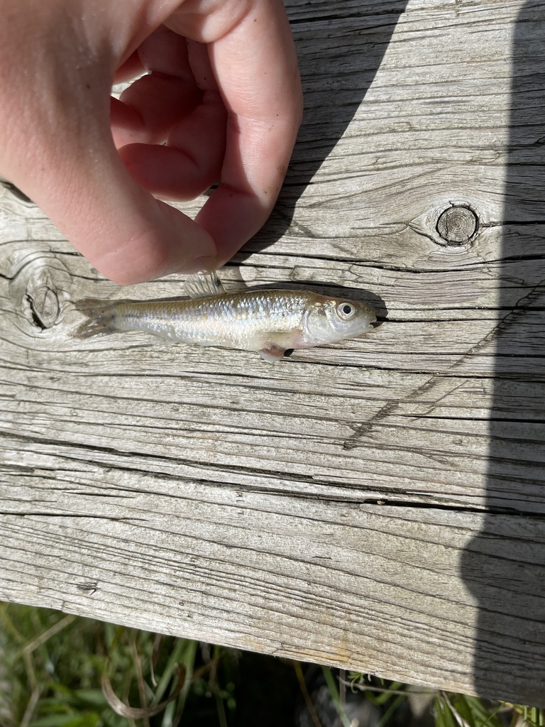 Bluntnose Minnow from Fleming College - Frost Campus, Kawartha Lakes ...