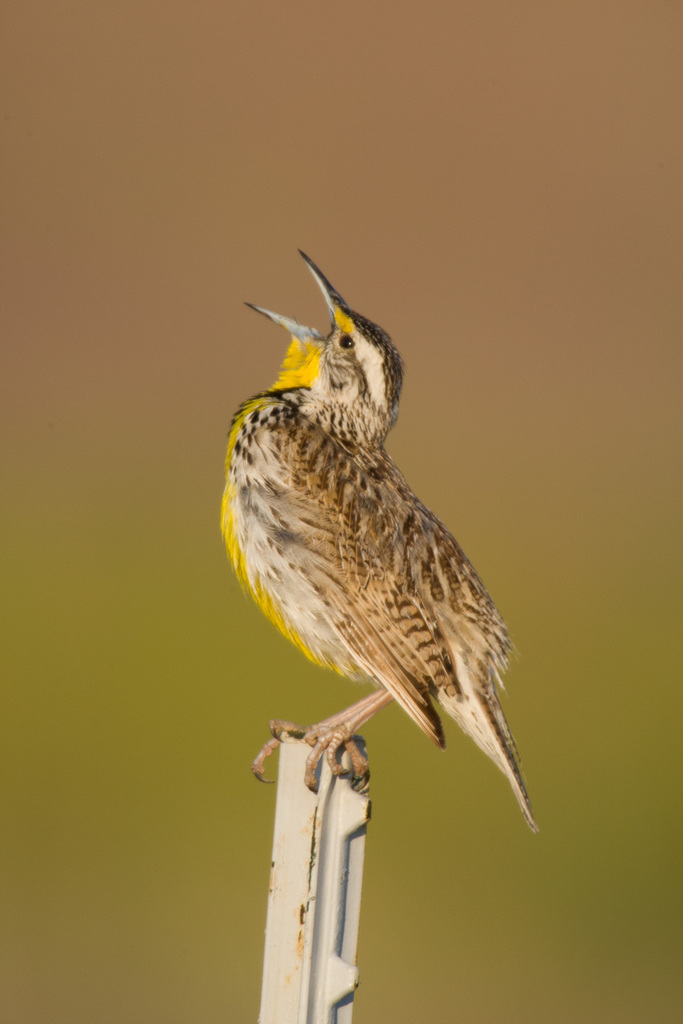 Western Meadowlark (Birds of Rosewood Nature Study Area) · iNaturalist