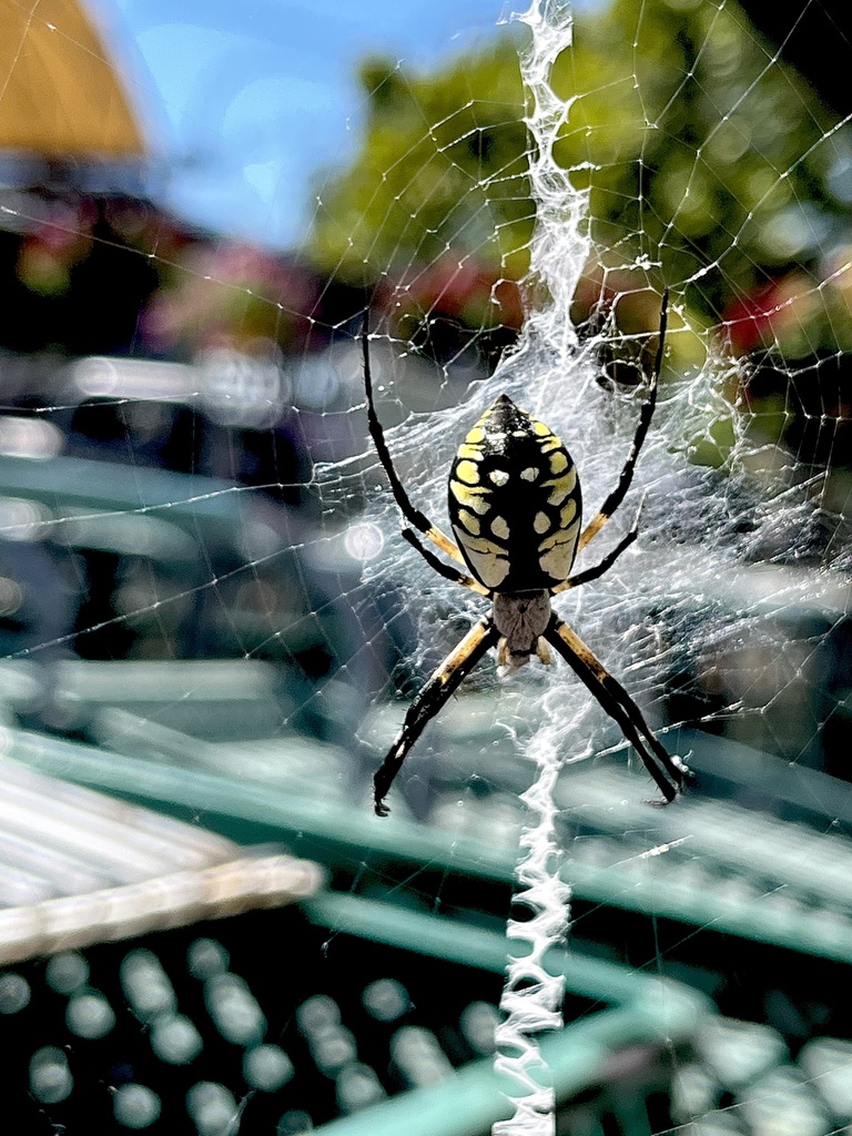 Yellow Garden Spider from Oakland Park Ave, Columbus, OH, US on ...