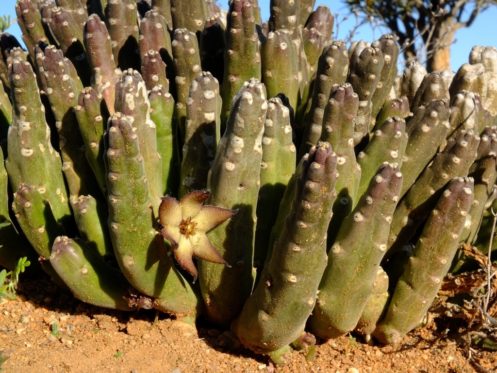 Stapelia acuminata from Farm Brakputs. Namakwa, South Africa on July 15 ...