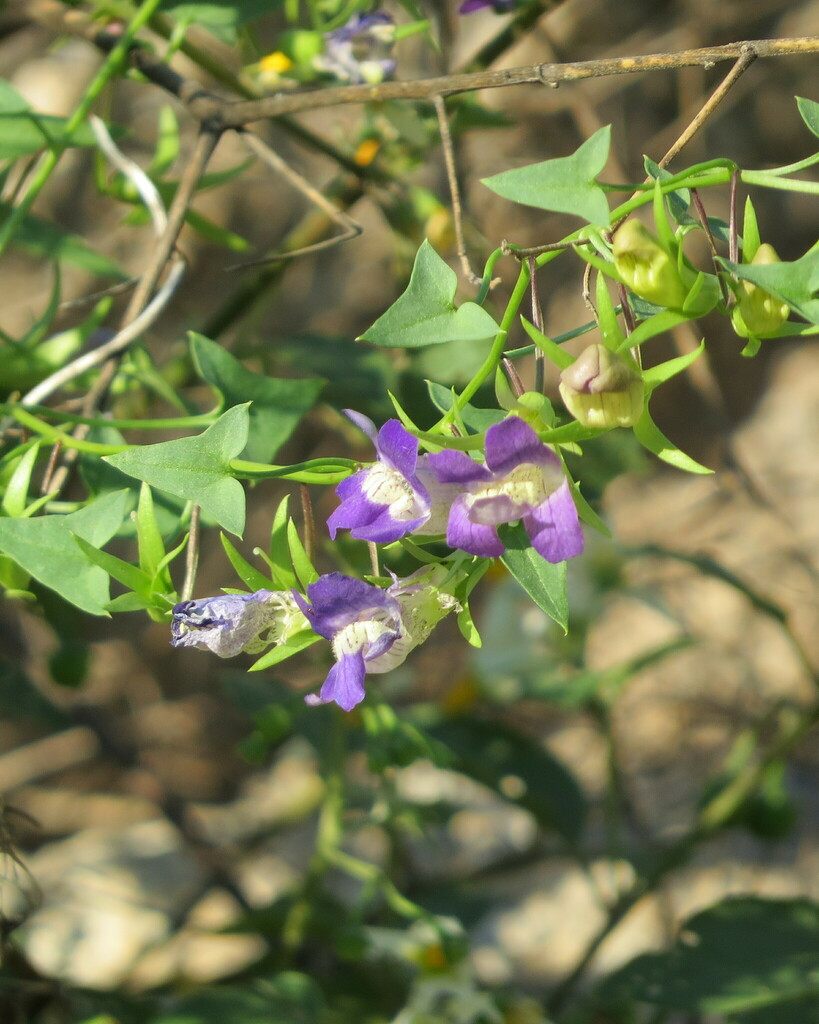 snapdragon vine from Cochise County, AZ, USA on September 07, 2022 at ...