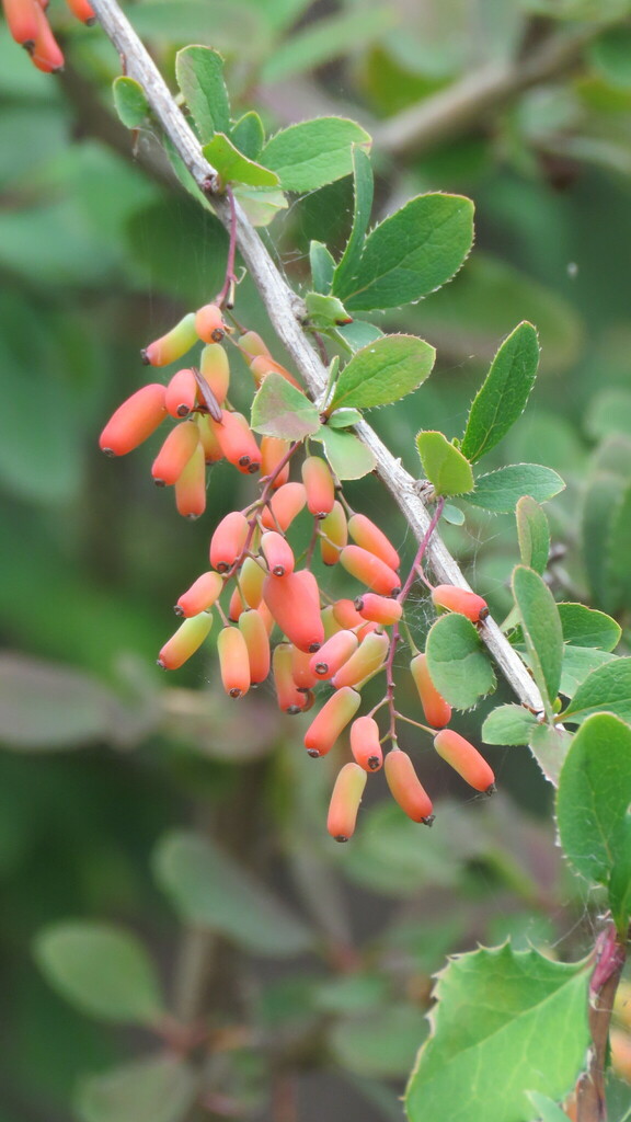 European barberry from Lanark County, ON, Canada on September 06, 2022 ...