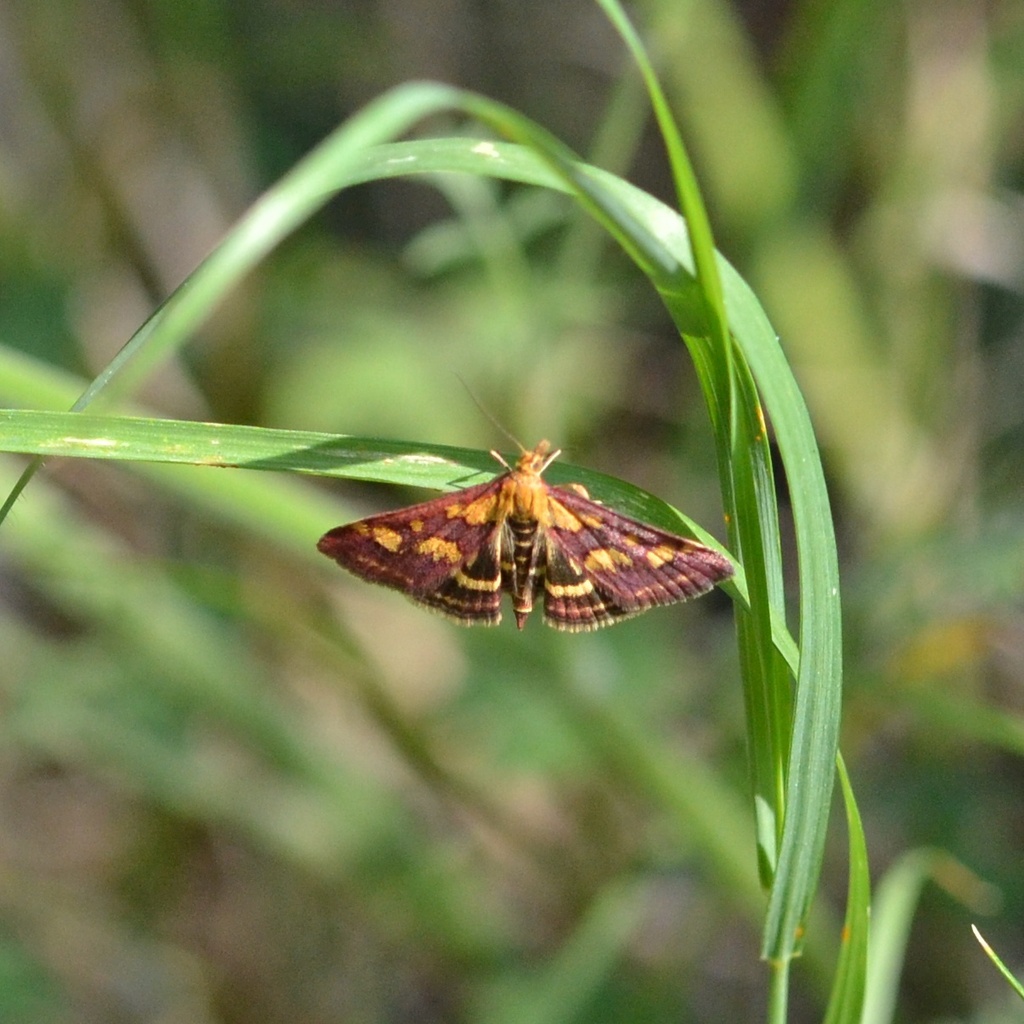 Common Crimson-and-gold Moth from Chloumek, Dobrovice, Česko on ...