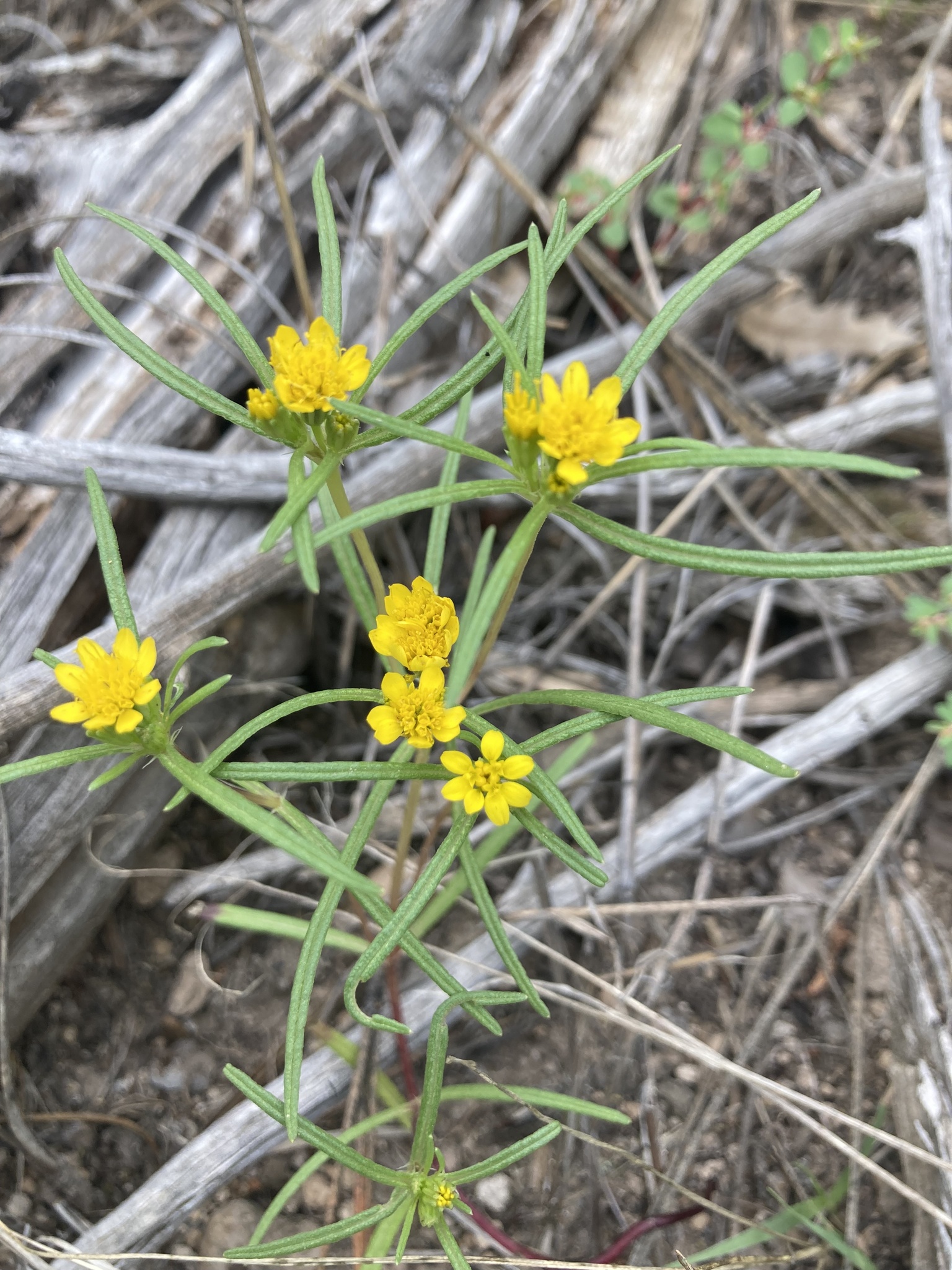 Pectis angustifolia Torr.