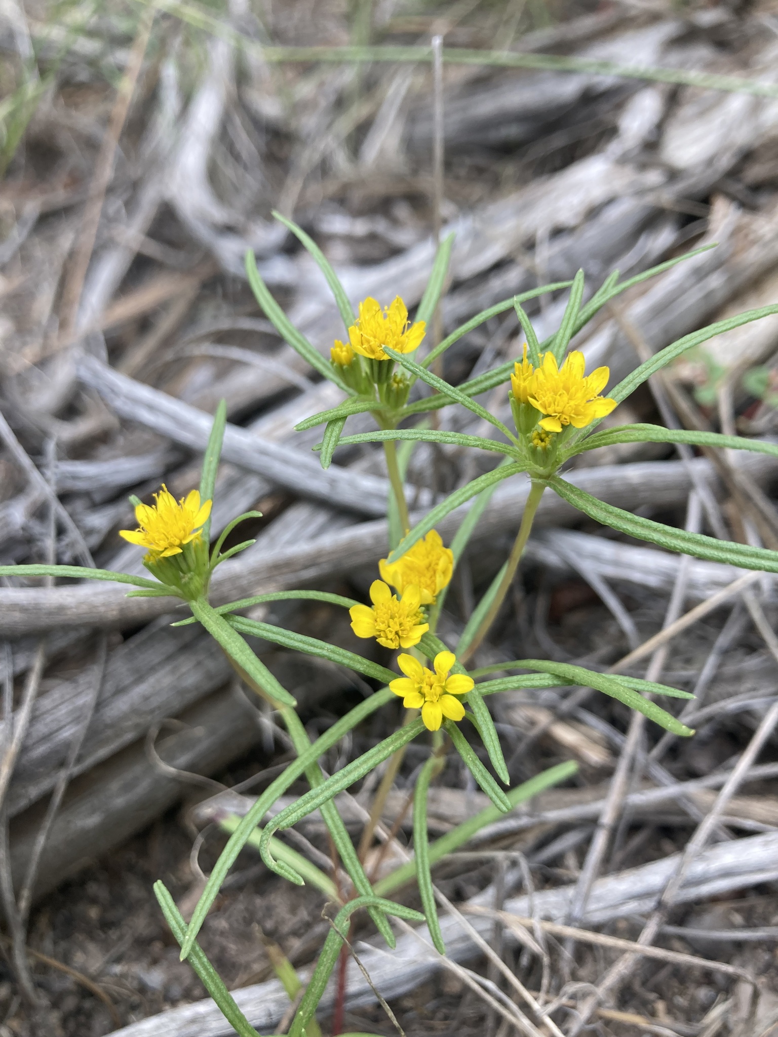 Pectis angustifolia Torr.