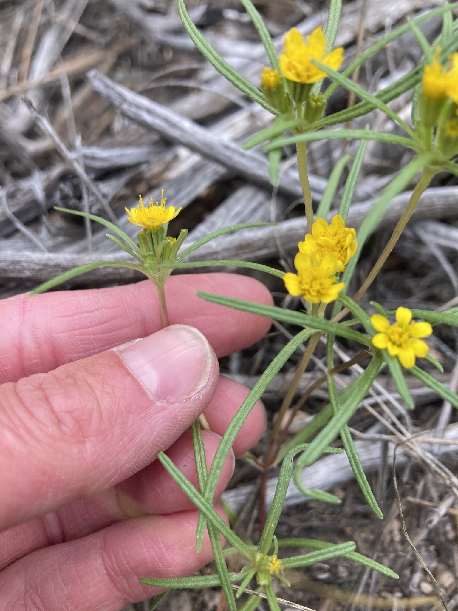 Pectis angustifolia Torr.