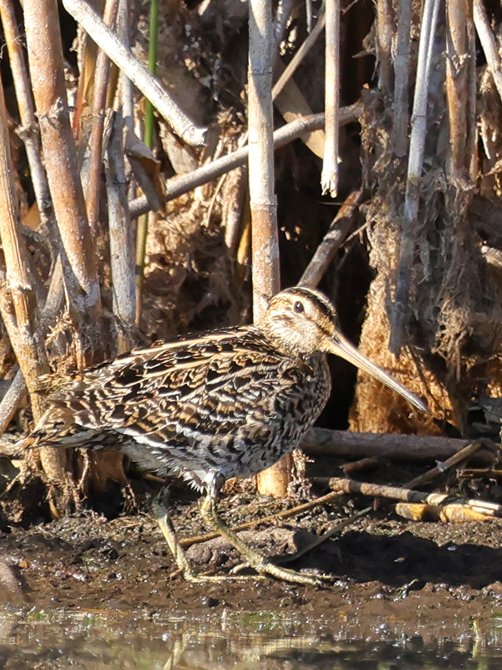 Great Snipe in September 2022 by OlegRozhko · iNaturalist