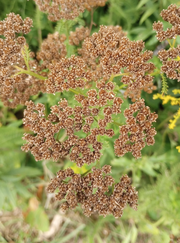 common yarrow complex in September 2022 by Joshua Campos. Field temp ...
