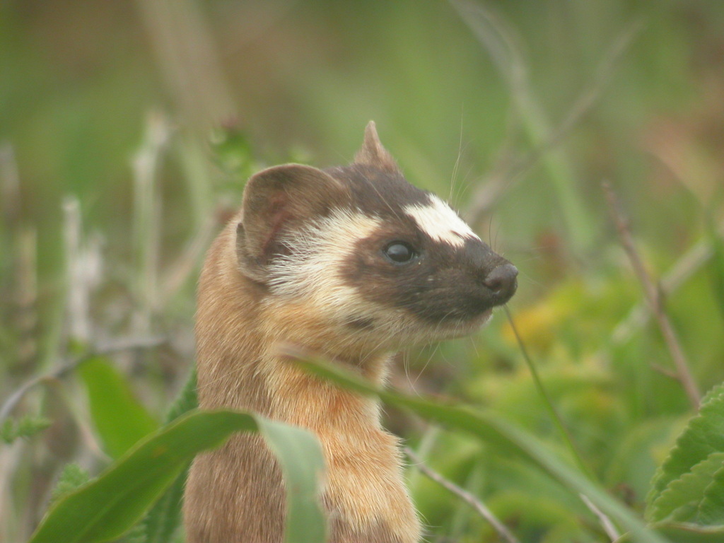 Long-tailed Weasel from Marin County, CA, USA on April 23, 2006 at 04: ...