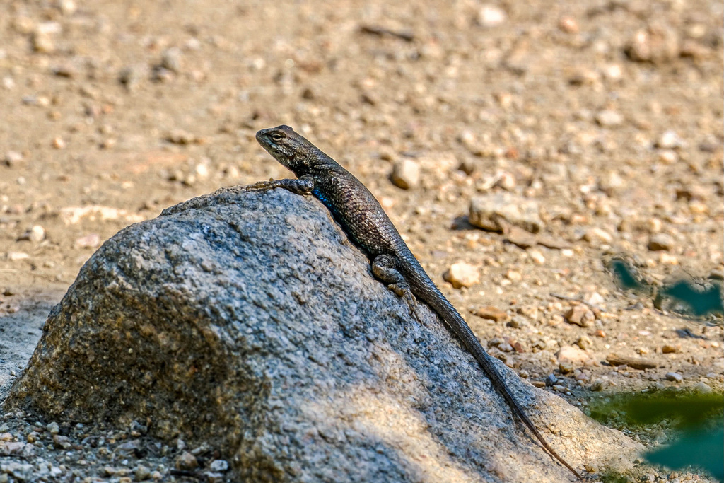 Prairie Lizard from Cheyenne Mountain State Park, Colorado Springs, CO ...