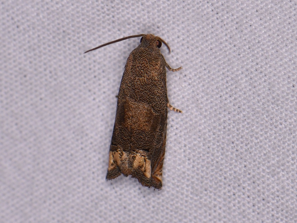 Ragweed Borer Moth from Williamson County, TX, USA on September 6, 2022 ...