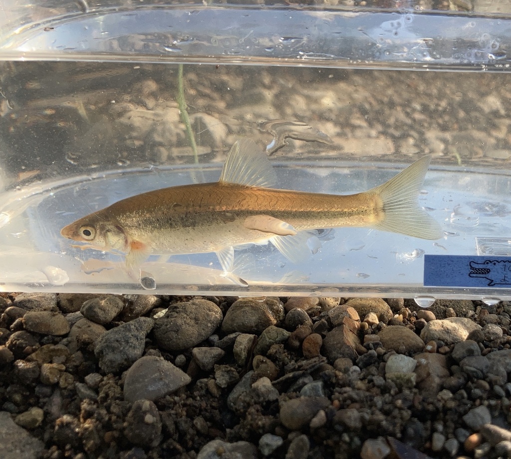 Rhynchocypris steindachneri from 久安6丁目, 金沢市, 石川県, JP on May 23, 2022 at ...
