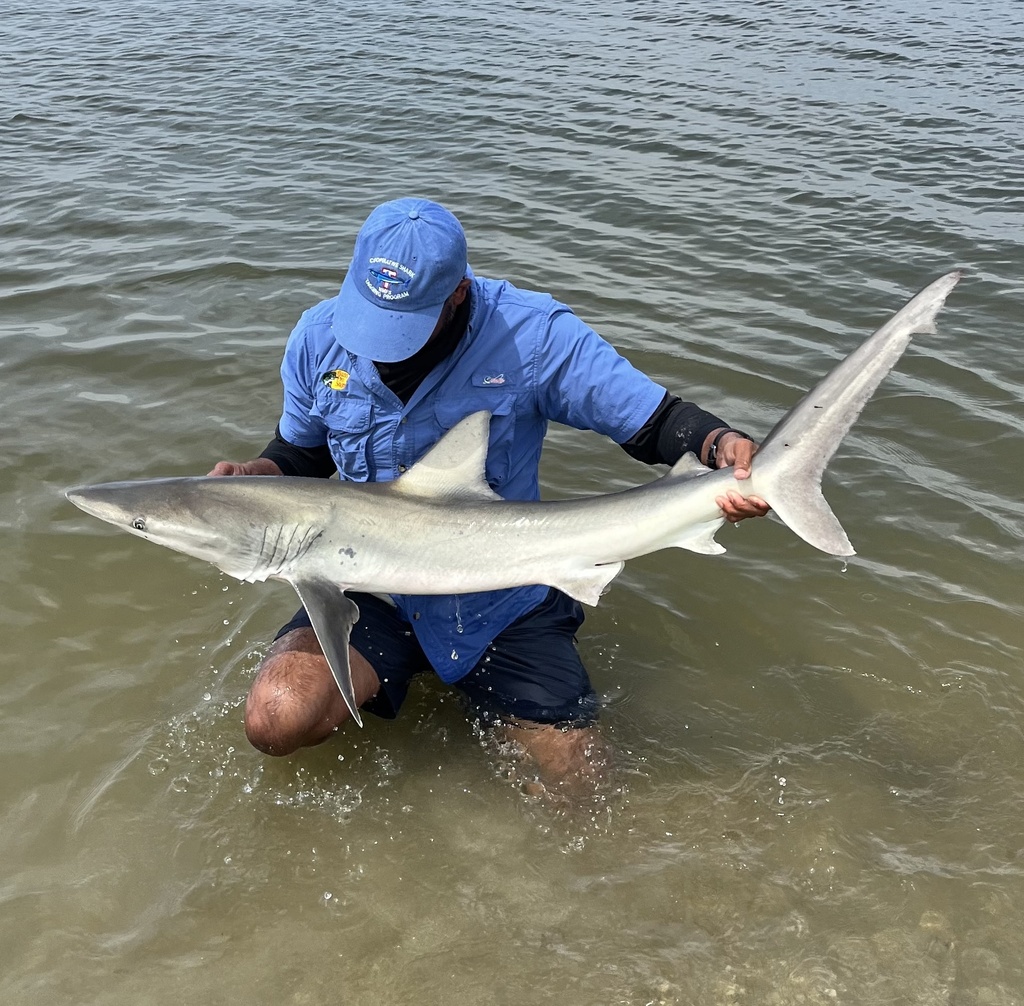 Finetooth Shark (Carcharhinus isodon) - Marine Life Identification
