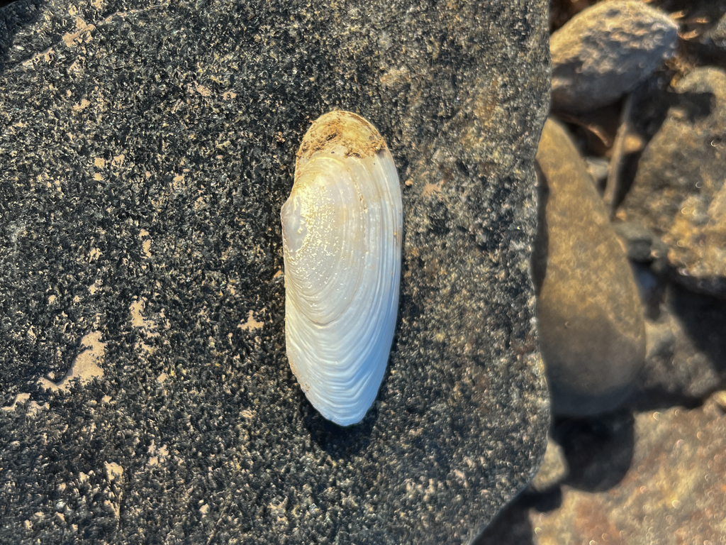 Cape River Mussel from Fish River Canyon, Namibia on August 17, 2022 at ...