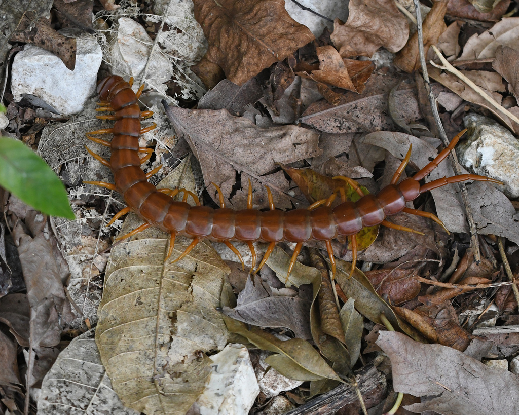 Caribbean Giant Centipede from hauteurs de le Los Patos, Paraíso, 81000 ...