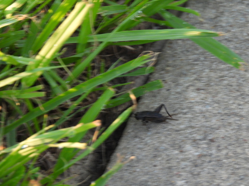 Fall Field Cricket from Colleyville, TX 76034, USA on September 07 ...