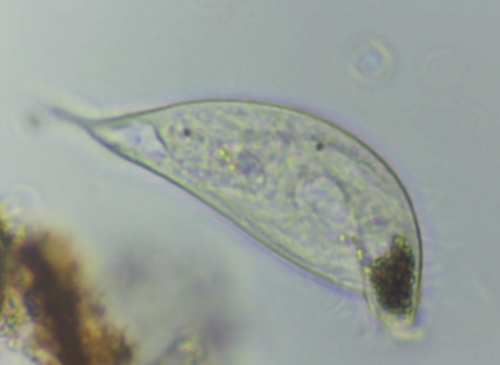 Metopus spinosus · iNaturalist