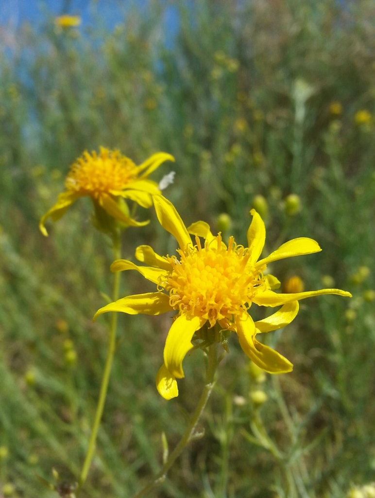 Douglas' threadleaf ragwort from antioch dunes national wildlife refuge ...