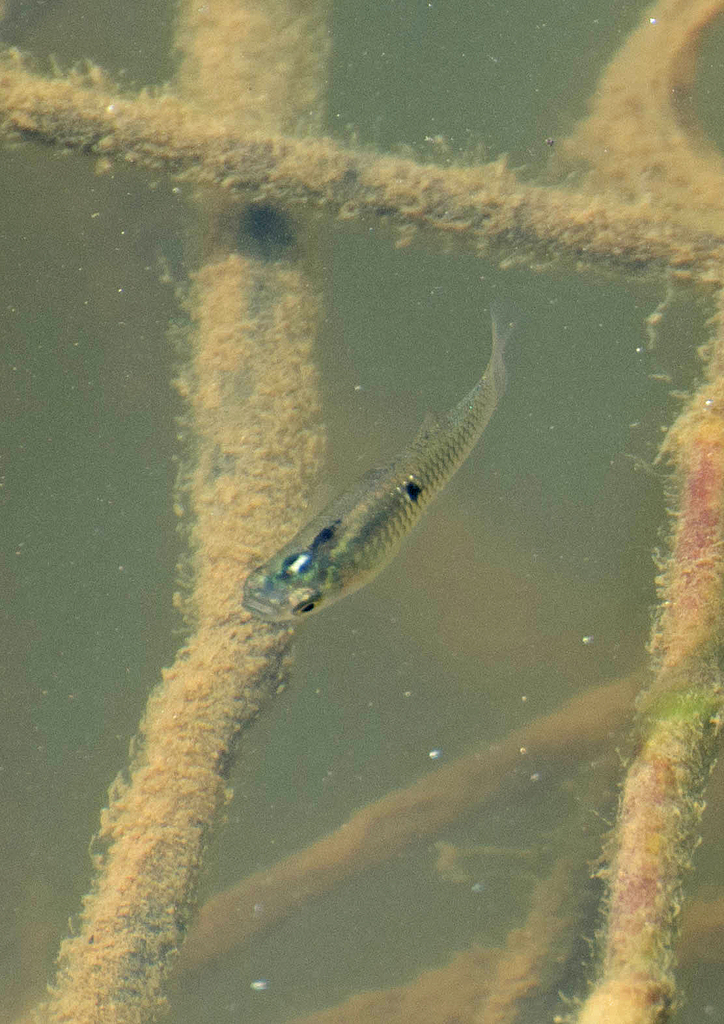 Guaru (Poecilia vivipara) - Marine Life Identification