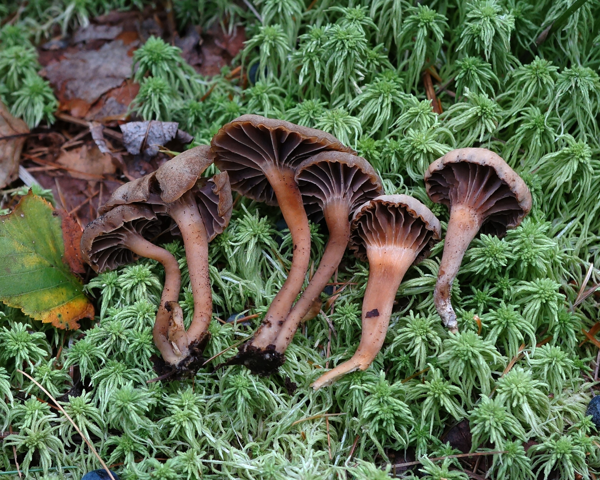 Hodophilus R.Heim