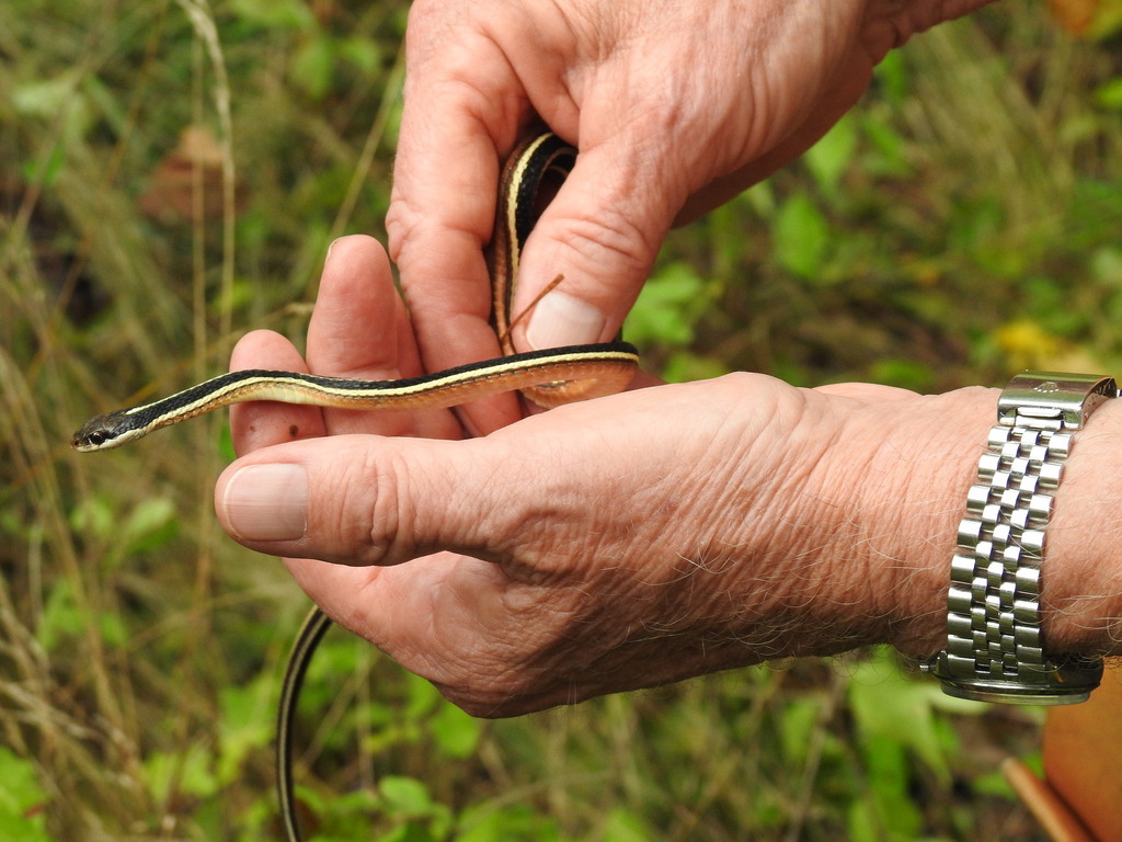 Northern Ribbon Snake from Livingston, New York, United States on ...